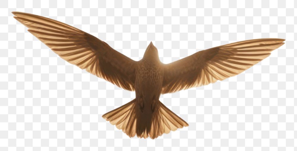 Aesthetic Photography bird flying animal | Premium PNG - rawpixel
