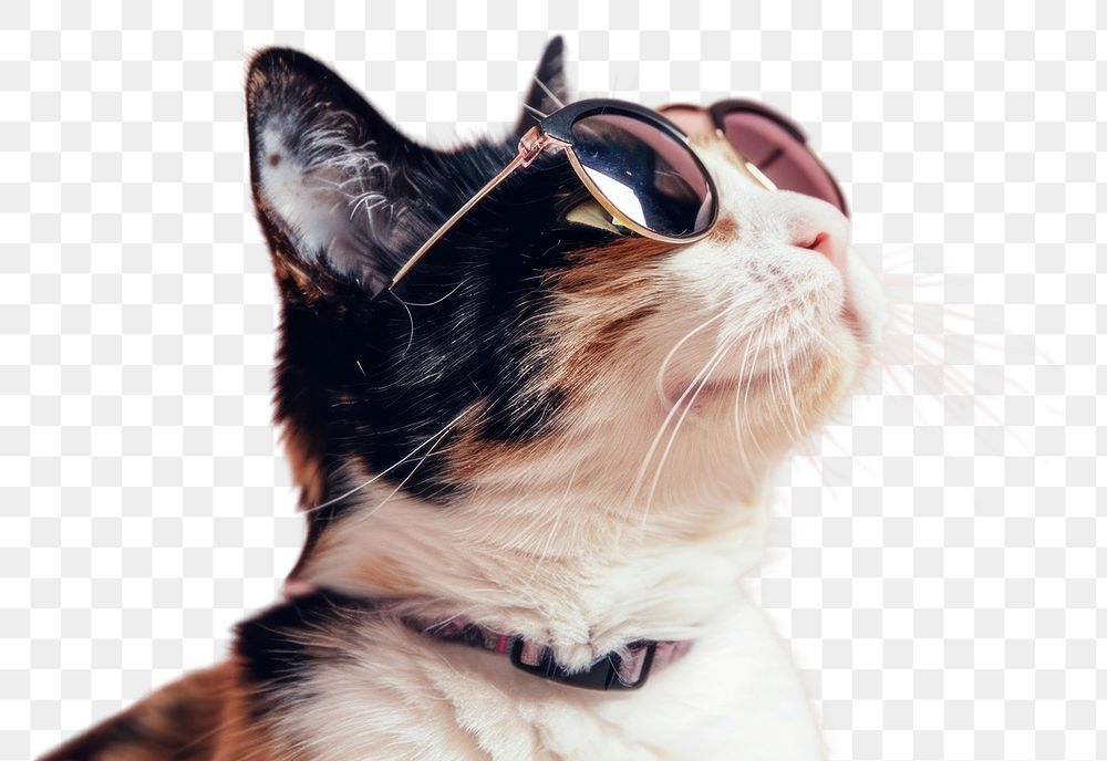 PNG Calico cat sunglasses portrait | Free PNG - rawpixel