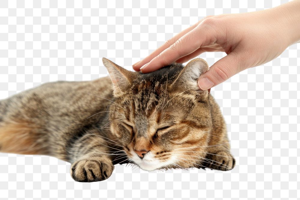 PNG Hand petting relaxed tabby | Free PNG - rawpixel