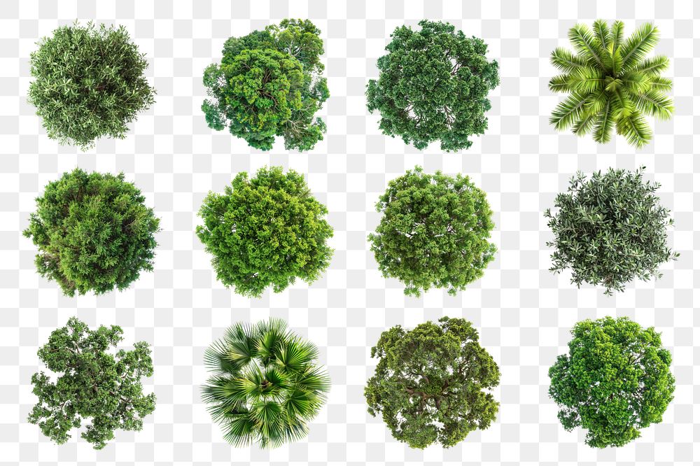 Tree Plan Set PNG Images | Free Photos, PNG Stickers, Wallpapers ...