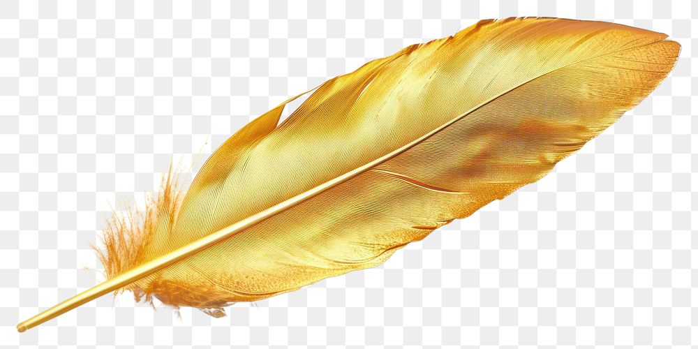 Golden feather isolated on white | Free PNG - rawpixel