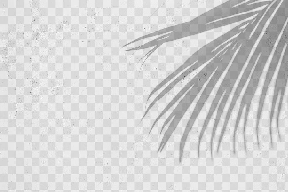 PNG Palm leaf shadow wall | Free PNG - rawpixel