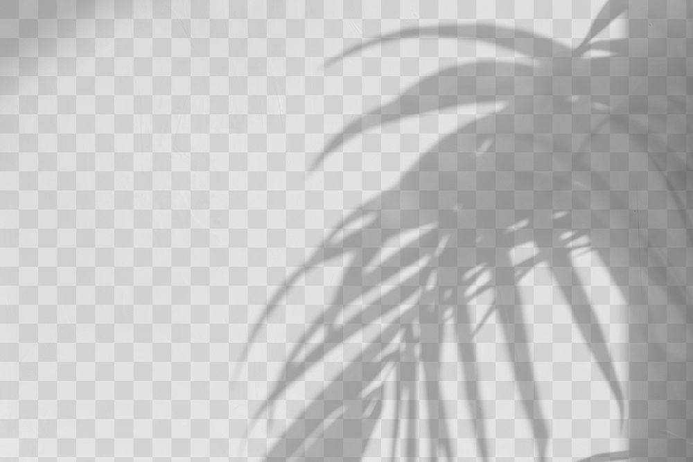 PNG Minimalist plant shadow art | Free PNG - rawpixel
