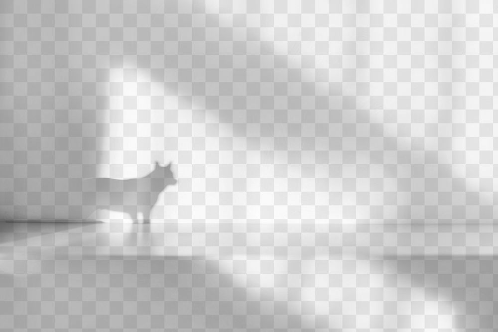 PNG Shadow cat minimalist light | Free PNG - rawpixel