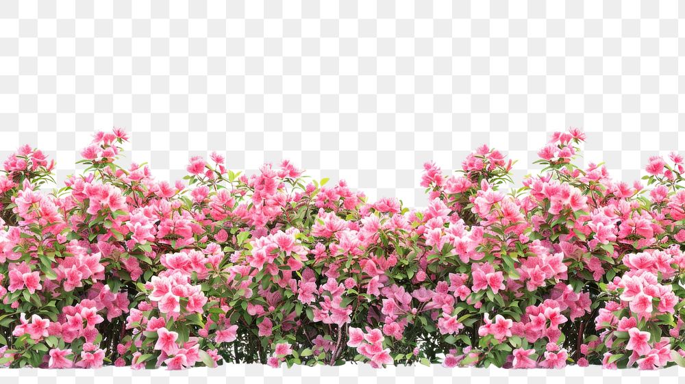 PNG Vibrant pink azalea flowers | Free PNG - rawpixel