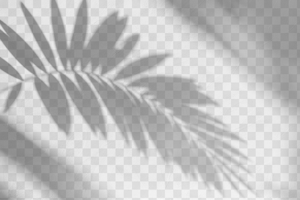 PNG Palm leaf shadow wall | Premium PNG - rawpixel