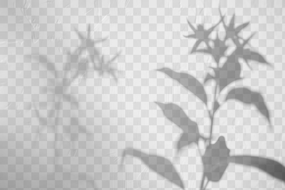 PNG Shadows plants wall | Free PNG - rawpixel