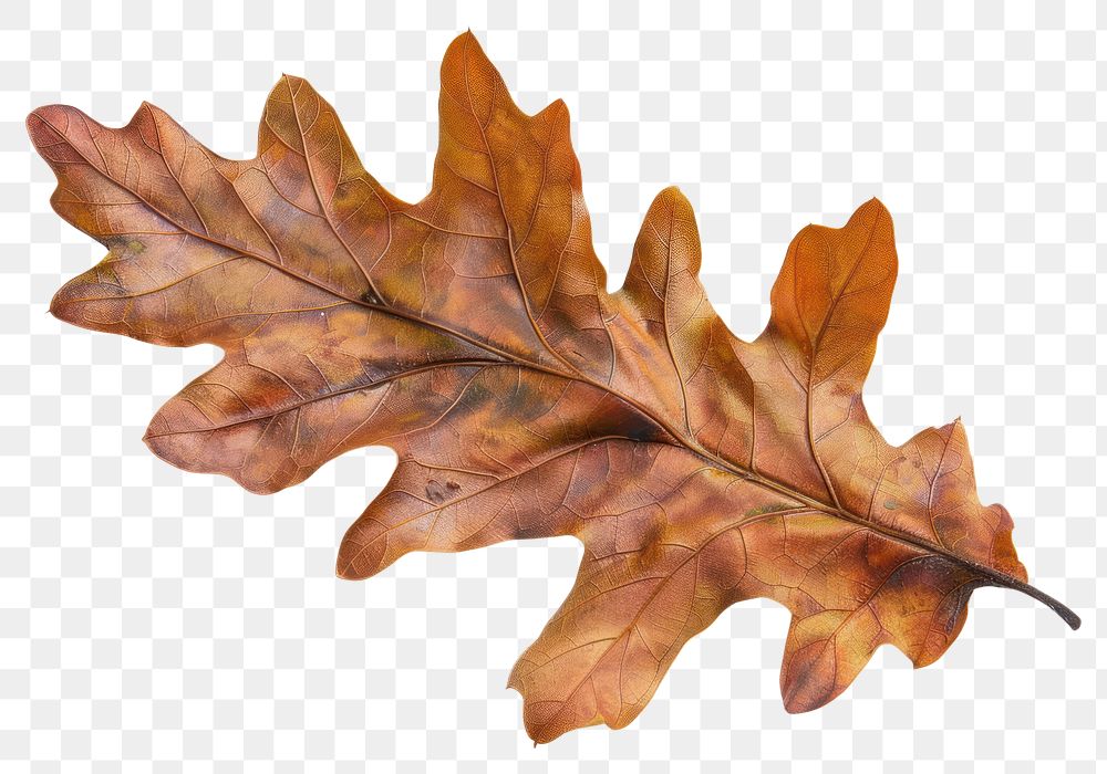 PNG Autumn oak leaf isolated | Free PNG - rawpixel