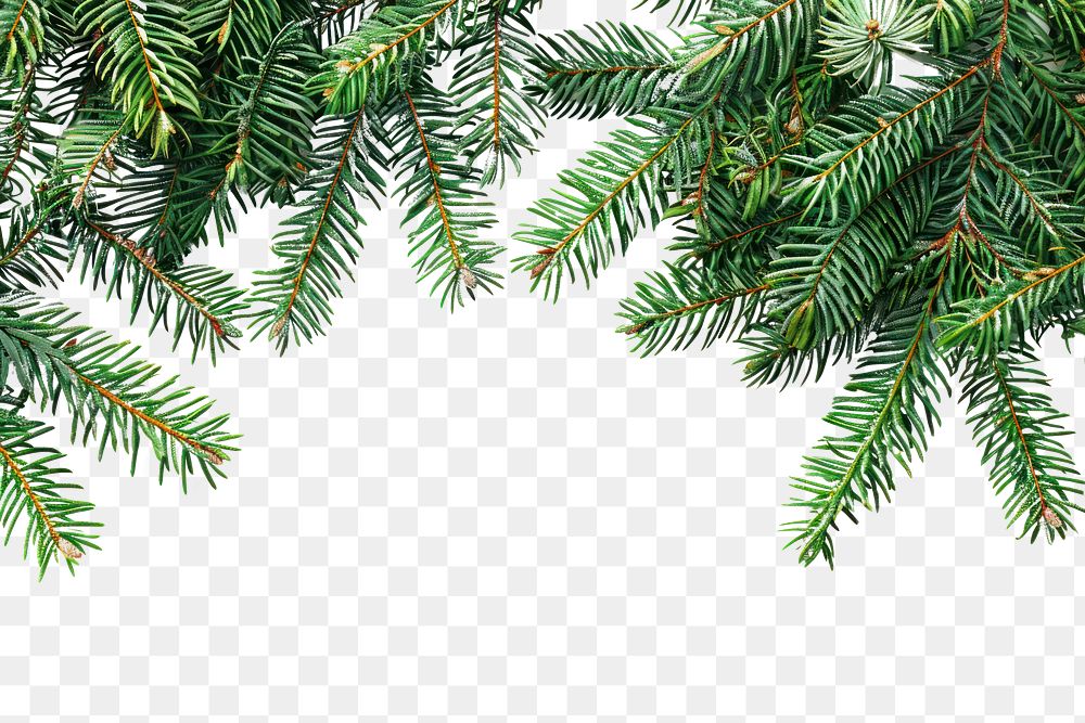 PNG Fresh evergreen branches white | Free PNG - rawpixel