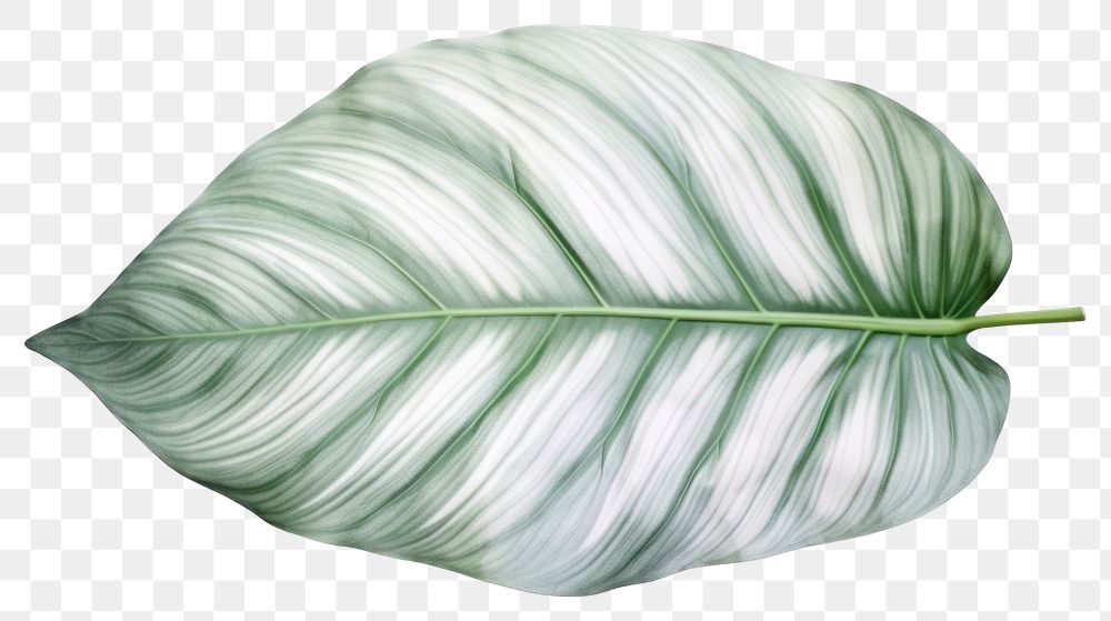 PNG Marble leaf blossom flower | Free PNG - rawpixel