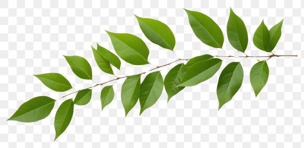 PNG Green leaves branches annonaceae | Free PNG - rawpixel