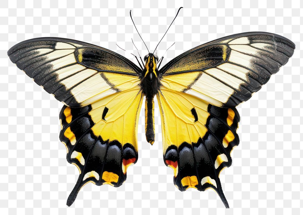 PNG Vibrant yellow butterfly wings | Free PNG - rawpixel