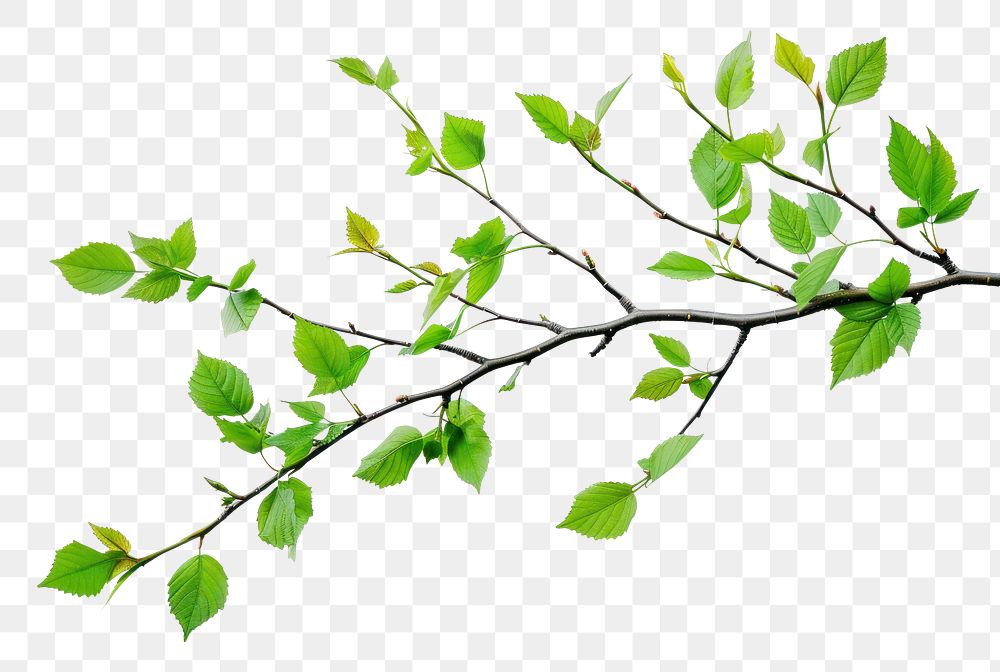 PNG Fresh green leafy branch | Free PNG - rawpixel