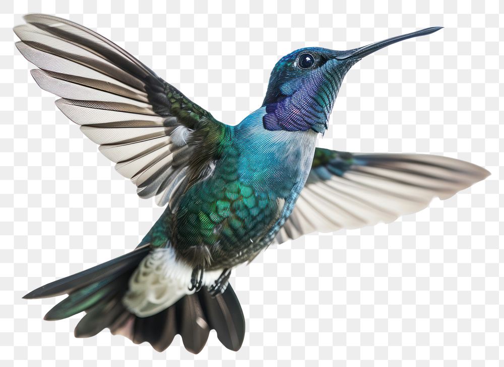PNG Humming bird hummingbird animal | Premium PNG - rawpixel
