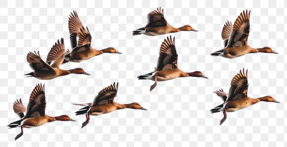 PNG Flock ducks flying together | Free PNG - rawpixel
