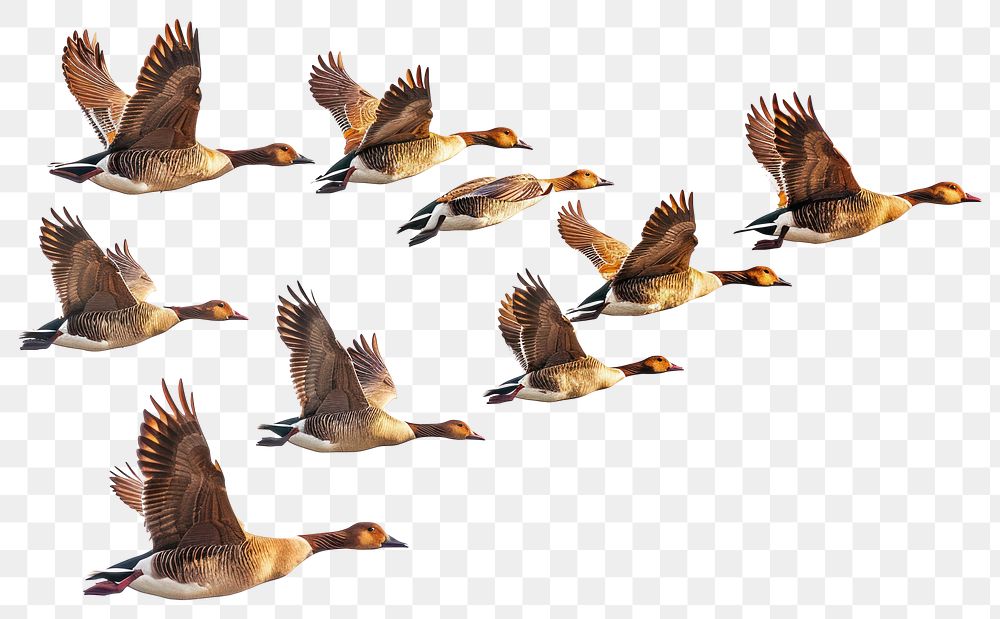 PNG Geese flying in formation | Free PNG - rawpixel