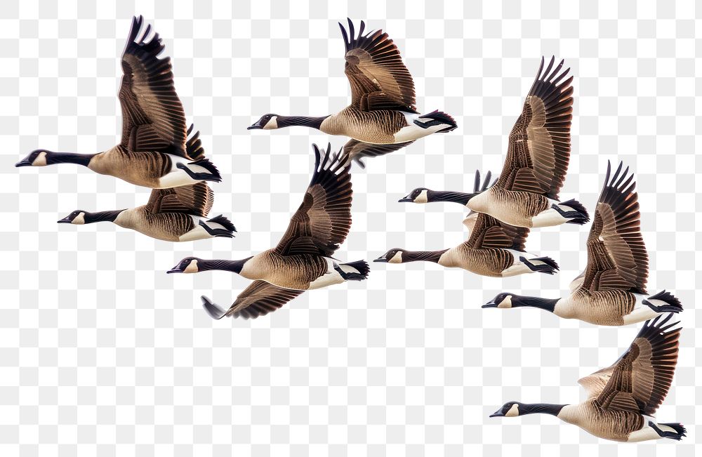 PNG Migrating geese in flight | Free PNG - rawpixel