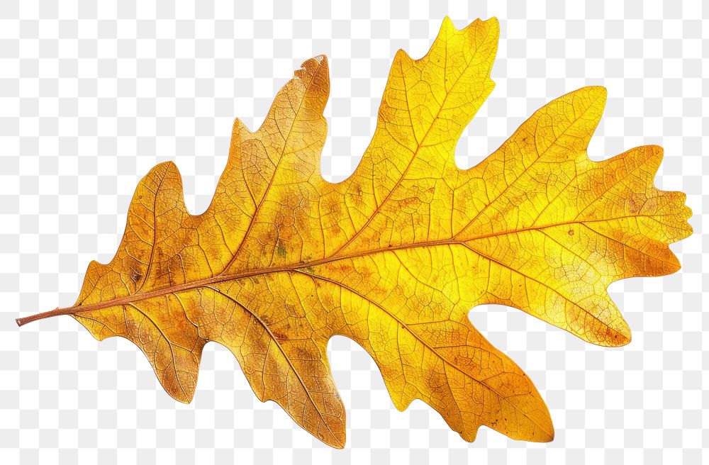 PNG Golden autumn oak leaf | Free PNG - rawpixel