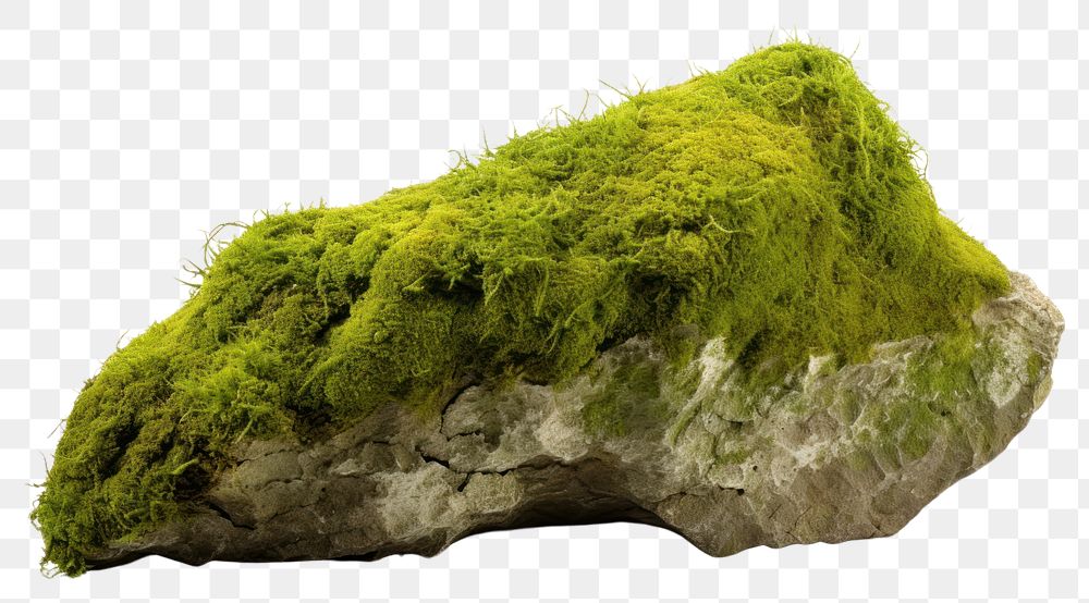 PNG Moss-covered rock white | Premium PNG - rawpixel