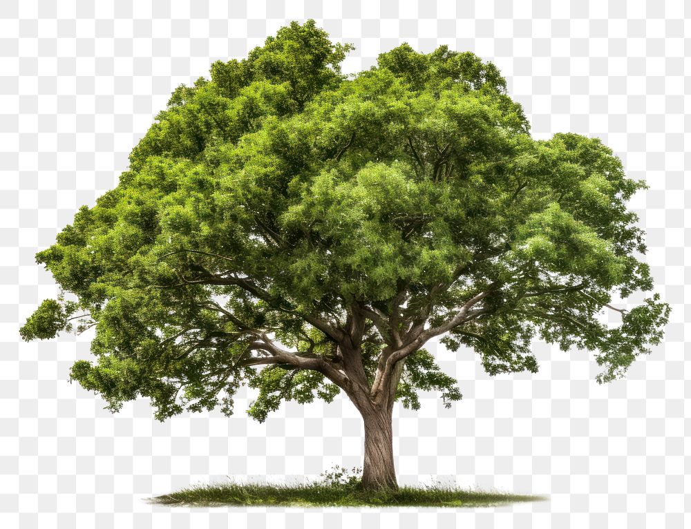 PNG tree sycamore plant oak. | Free PNG - rawpixel