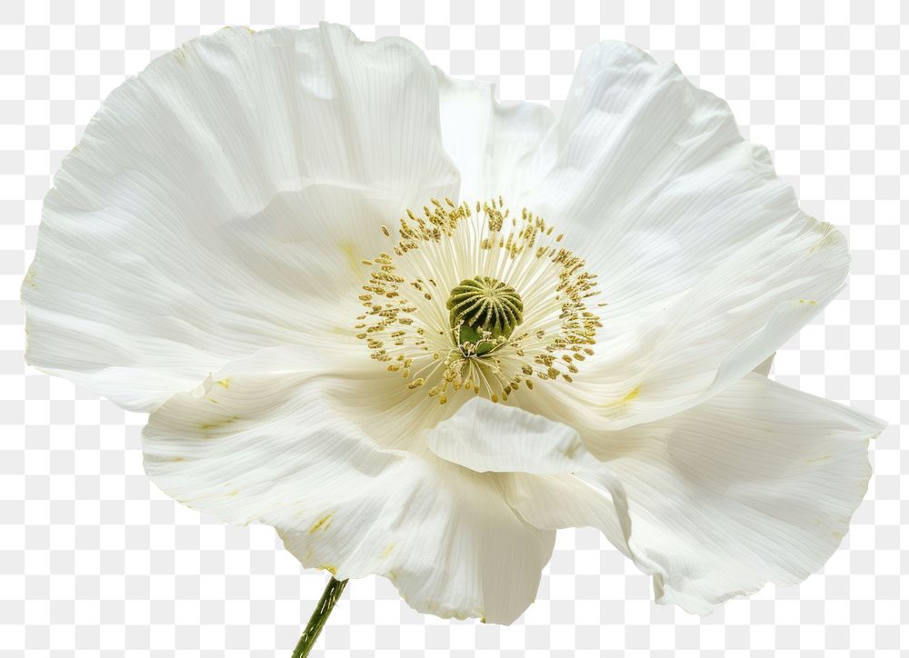PNG Delicate white poppy flower | Free PNG - rawpixel