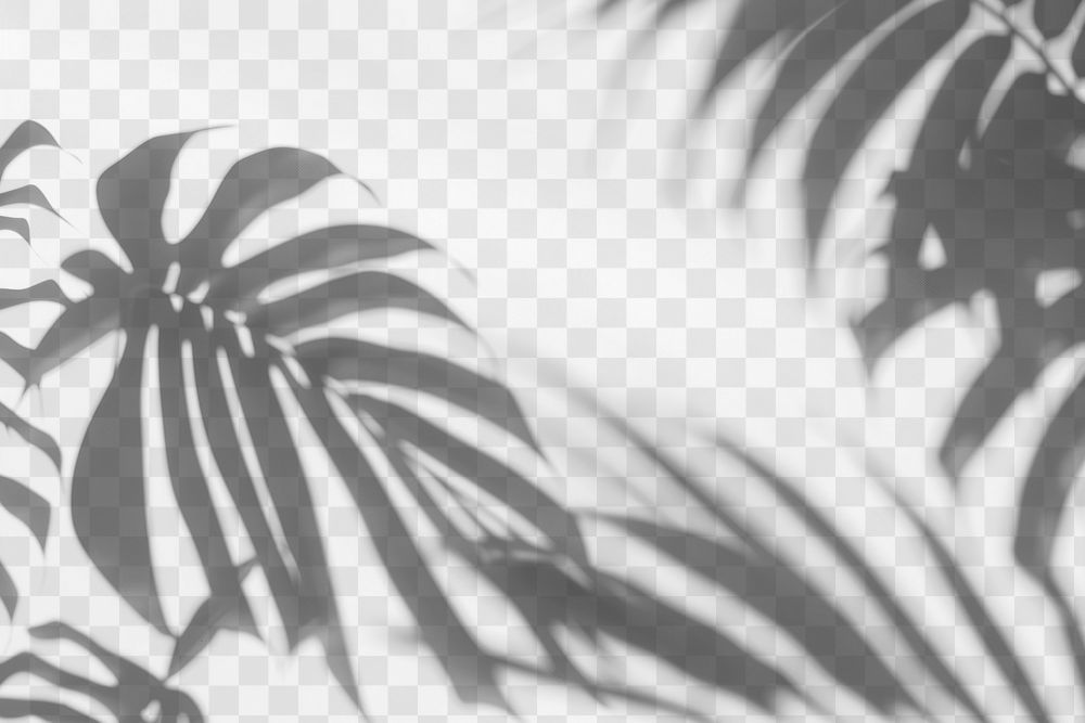 Monstera Shadow PNG Images | Free Photos, PNG Stickers, Wallpapers ...