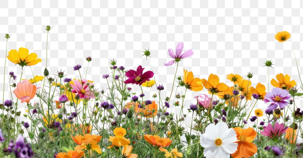 PNG Flower asteraceae grassland outdoors. | Free PNG - rawpixel