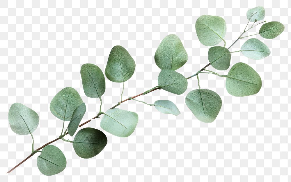 PNG Spiral Eucalyptus Branch annonaceae | Premium PNG - rawpixel