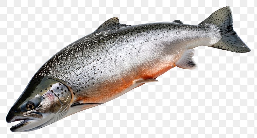 PNG Salmon fish animal trout | Free PNG - rawpixel