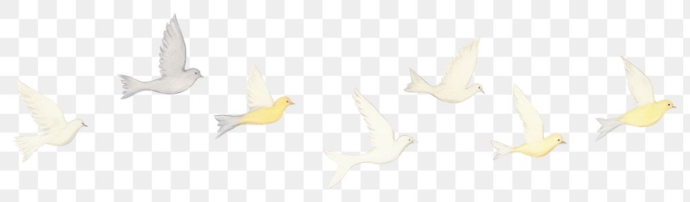 PNG Birds as divider watercolor | Free PNG - rawpixel