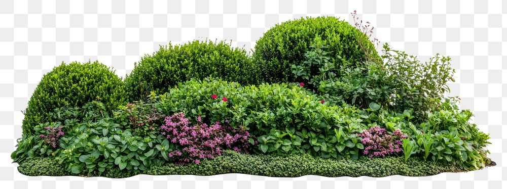 PNG Lush garden vibrant greenery | Free PNG - rawpixel