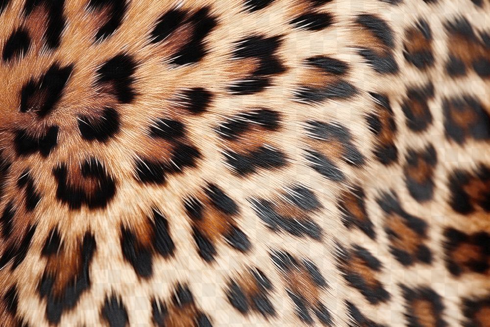 PNG leopard fur animal print | Free PNG - rawpixel