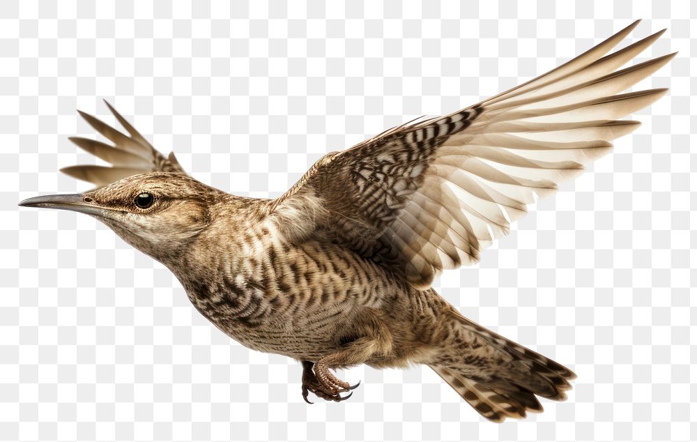 PNG Flying animal bird beak. | Free PNG - rawpixel