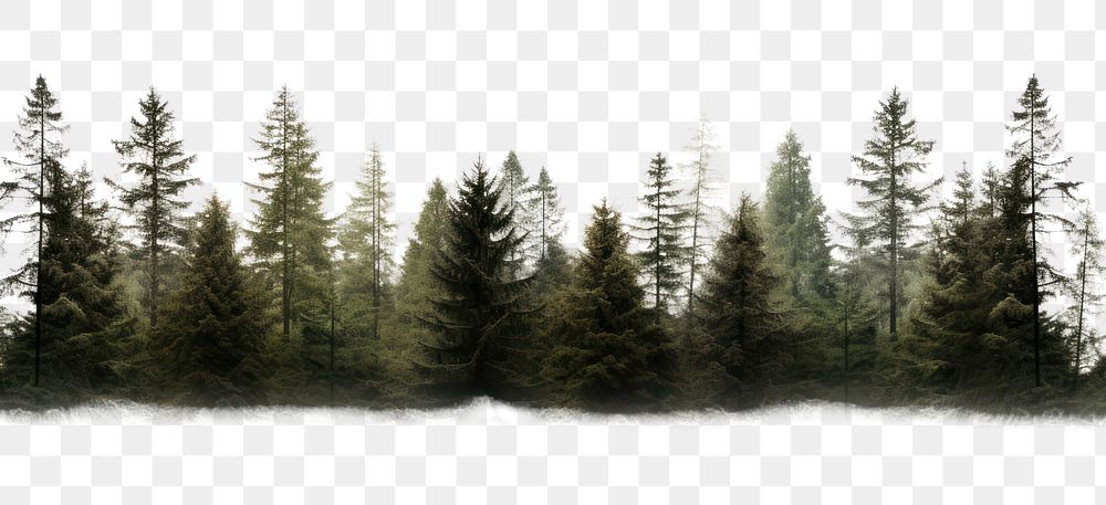 PNG Forest outdoors woodland nature. | Free PNG - rawpixel