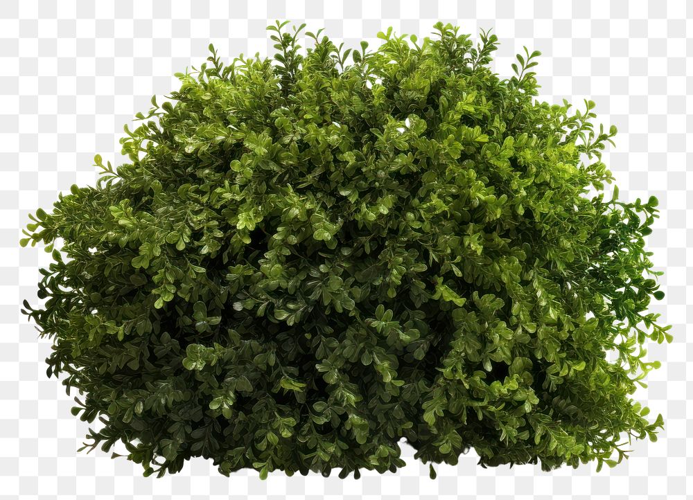 PNG Bush plant hedge herbs | Free PNG - rawpixel