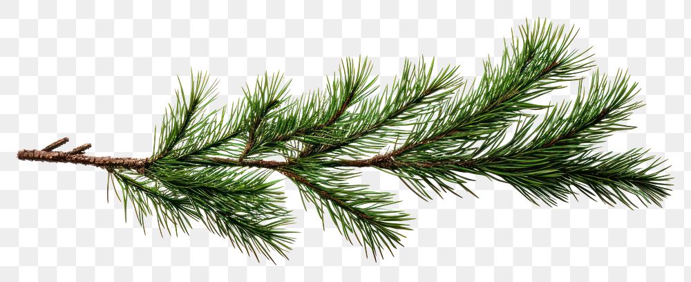 PNG Evergreen pine branch isolated | Free PNG - rawpixel