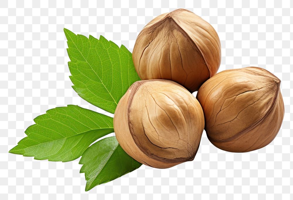 PNG Fresh hazelnuts green leaves | Free PNG - rawpixel