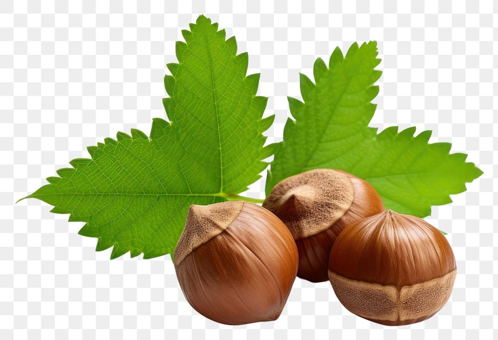 PNG Fresh hazelnuts green leaves | Free PNG - rawpixel