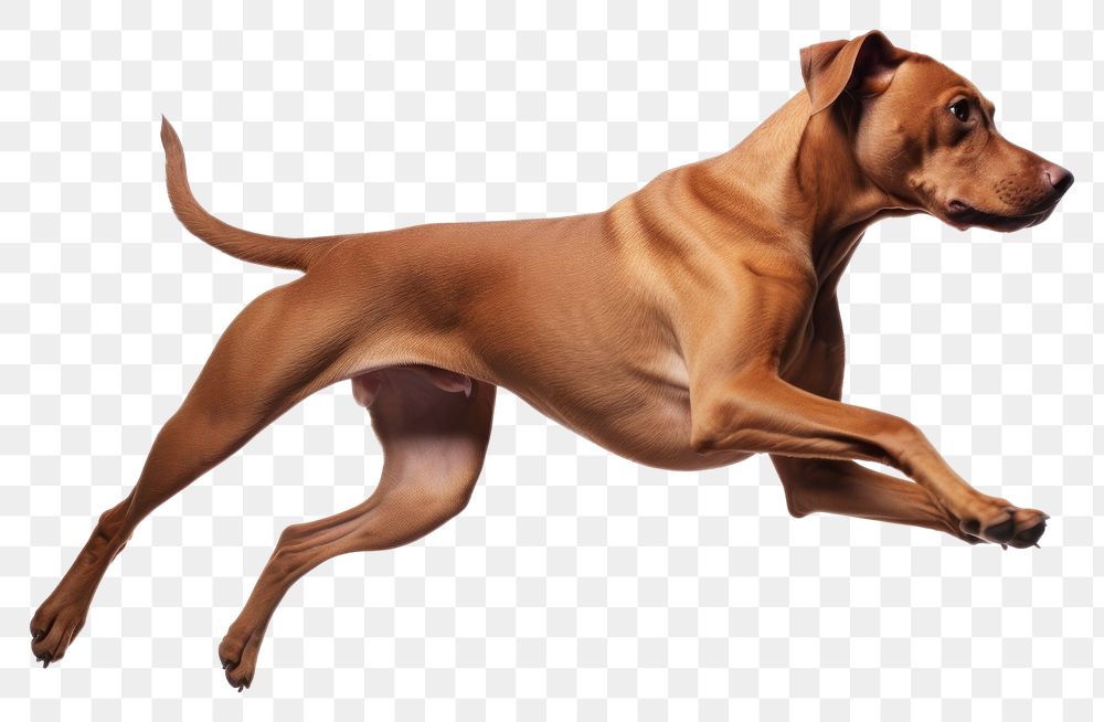 White Pointer Images | Free Photos, PNG Stickers, Wallpapers ...