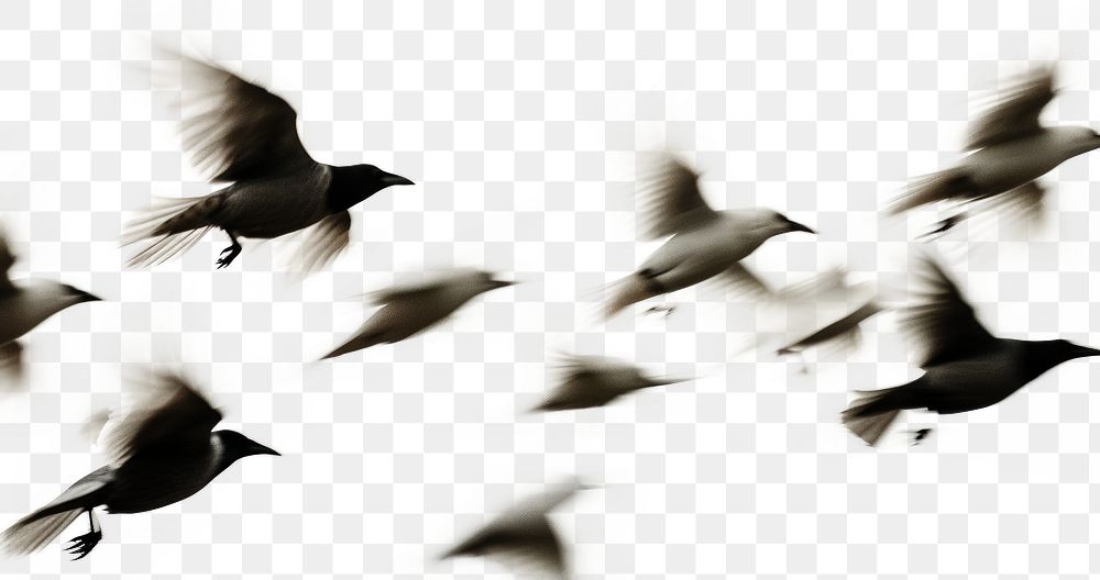 Flying crows border animal flock | Free PNG - rawpixel