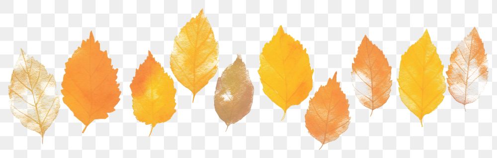 PNG Autumn leaves as divider | Free PNG - rawpixel