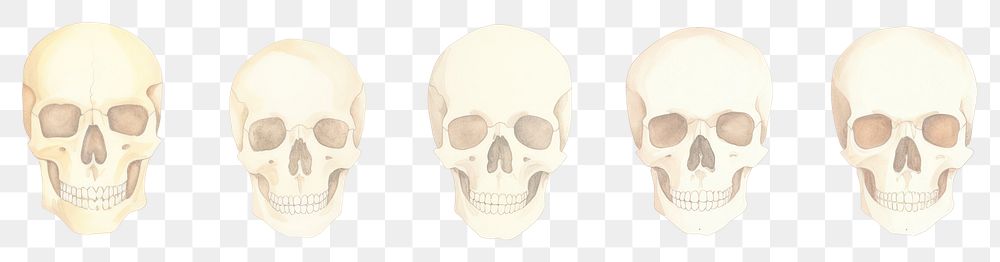 PNG Skeletons as divider watercolor | Free PNG - rawpixel
