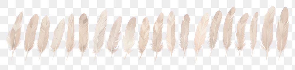 PNG Feathers as line watercolour | Free PNG - rawpixel