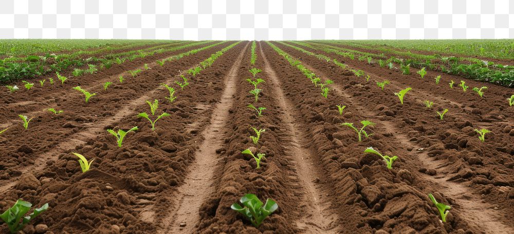 PNG Agriculture Field nature field | Free PNG - rawpixel