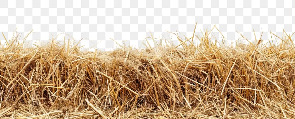 PNG Hay nature hay backgrounds. | Premium PNG - rawpixel