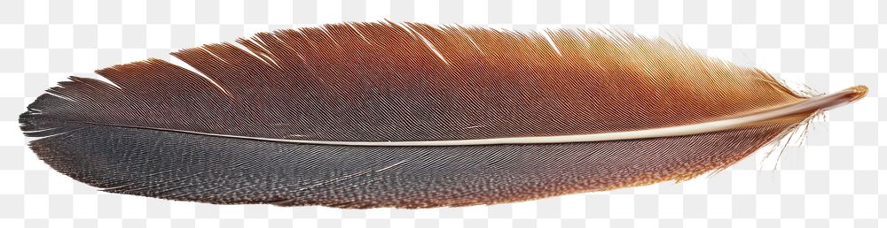 Photo real turkey feather accessories | Free PNG - rawpixel