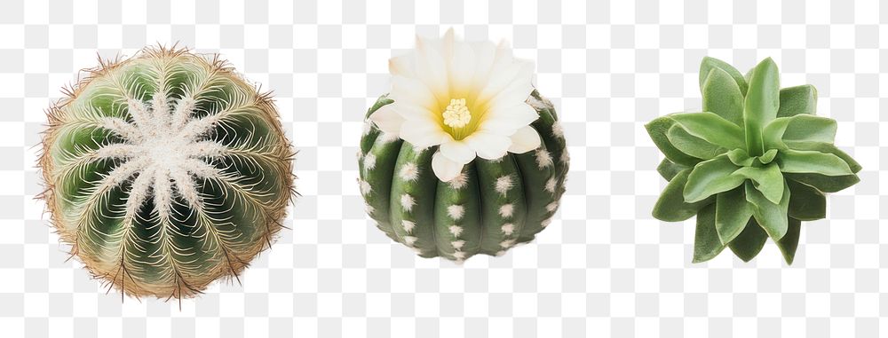 Cactus Flowert Photography Images | Free Photos, PNG Stickers ...