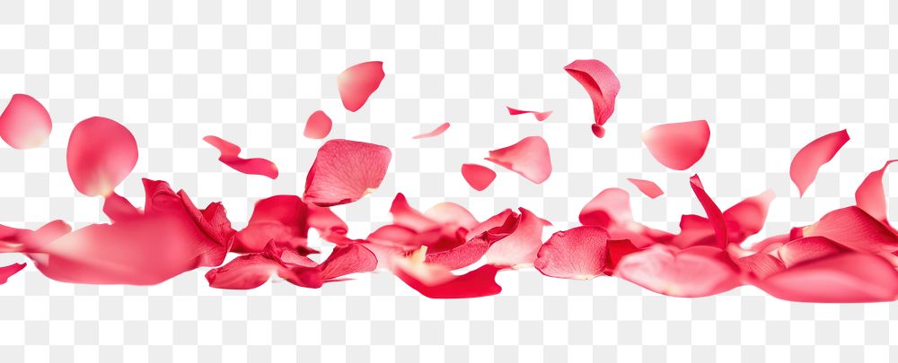 PNG Flying rose petals flower | Free PNG - rawpixel
