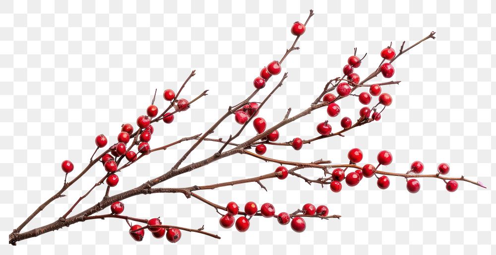 PNG Red berries branch | Free PNG - rawpixel