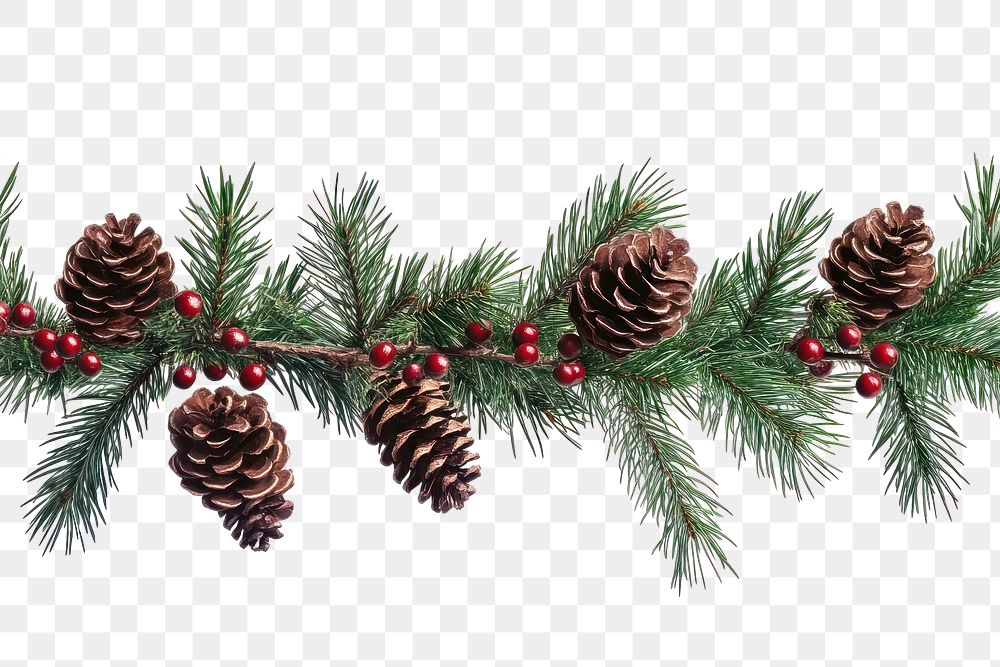 Christmas garland pine conifer plant. | Free PNG - rawpixel